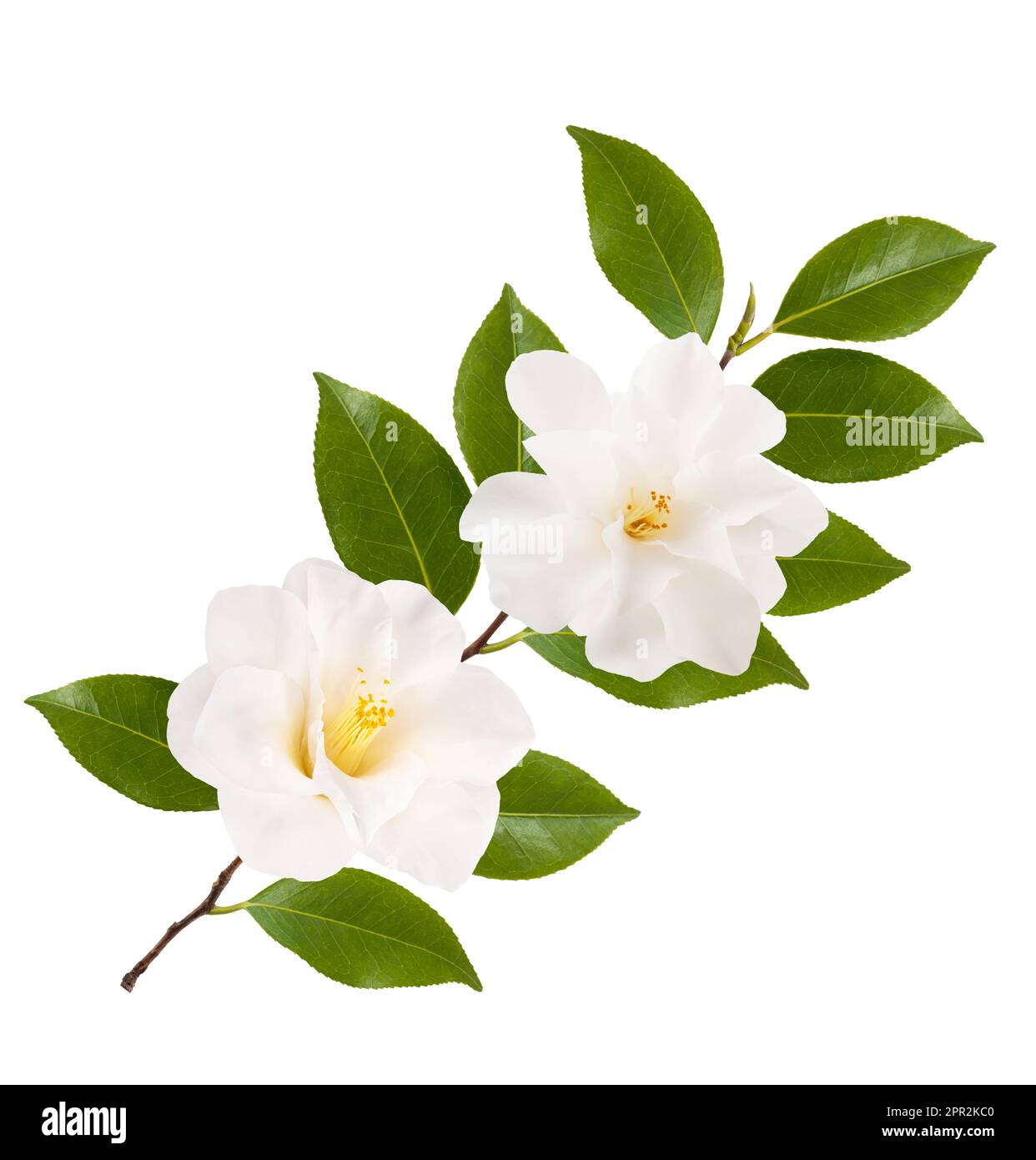 camellia branch with flowers isolated on white Stock Photo - Alamy