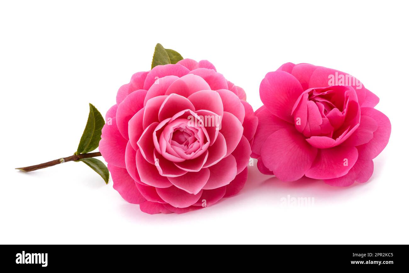 Pink Camellia flowers isolated on white background Stock Photo - Alamy