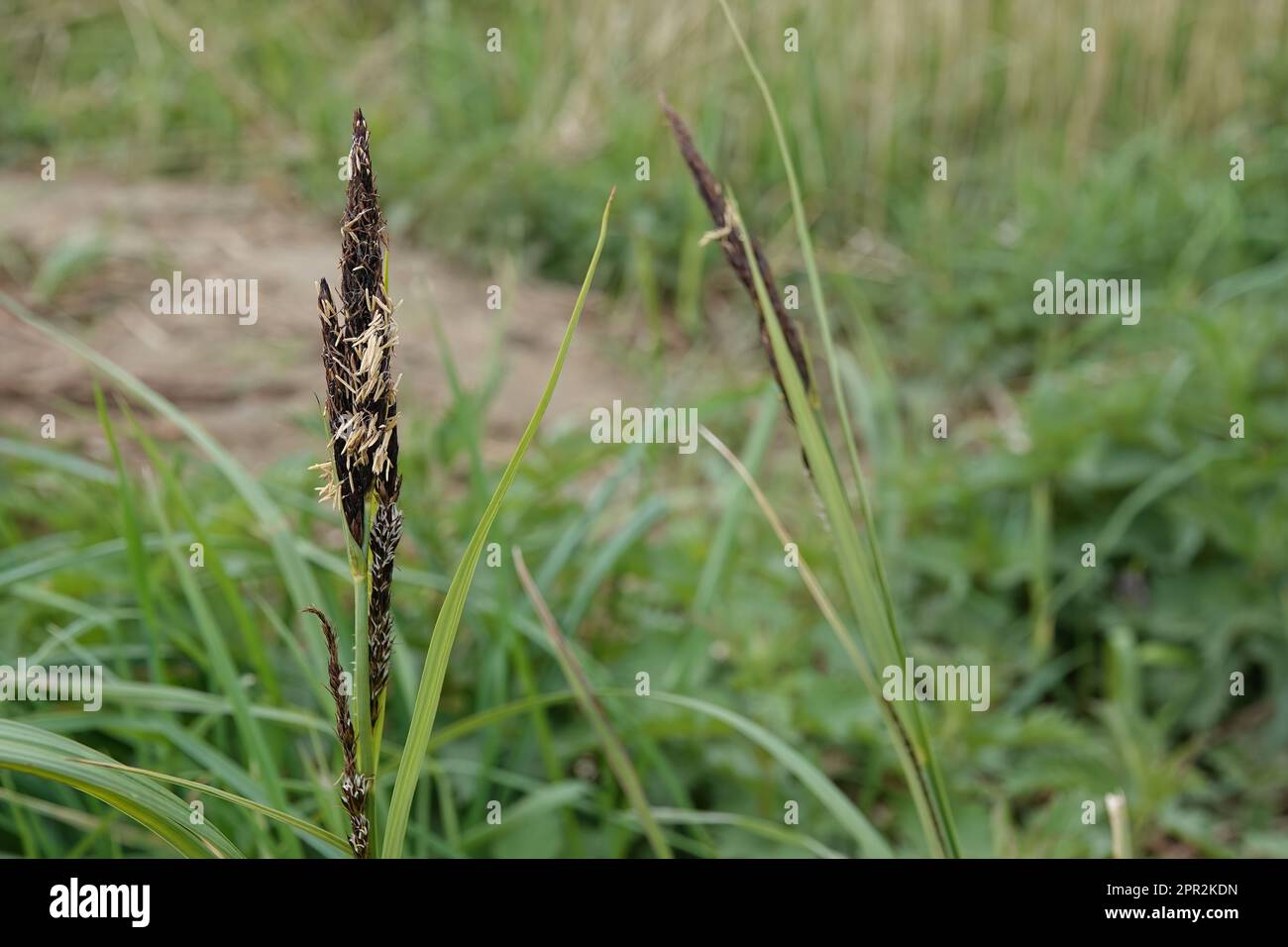 Natural selective focus closeup on a flowering the cute or slender ...