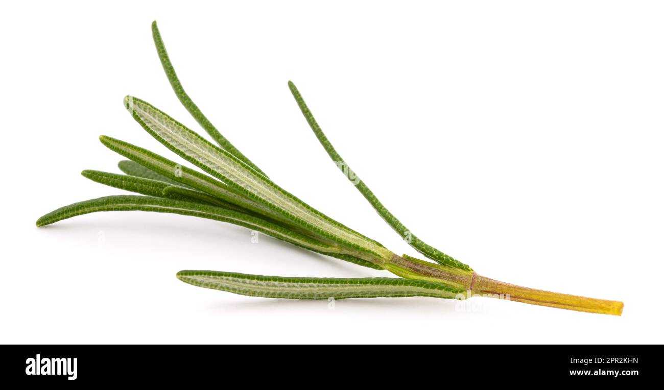 Rosemary sprig isolated on white background Stock Photo - Alamy