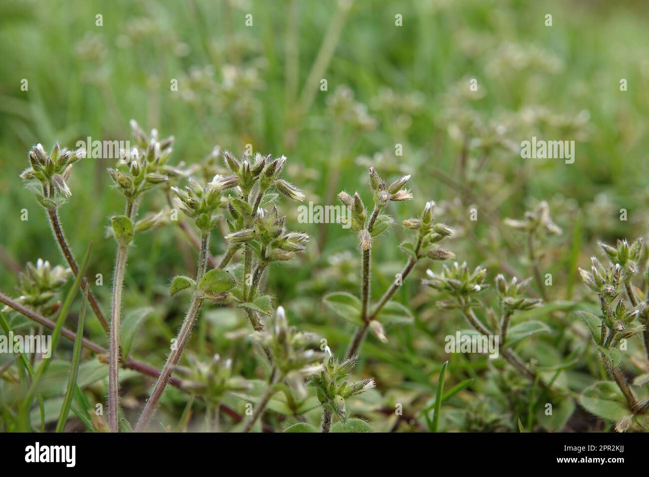 Natural low and wide angle closeup on sticky mouse-ear or clammy ...