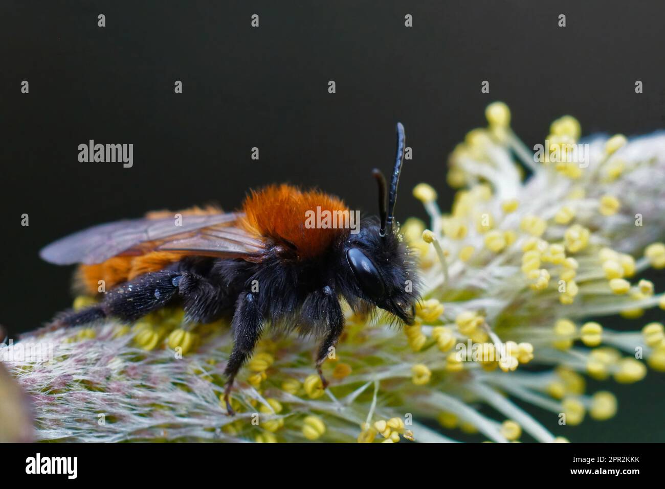Detailed closeup on a colorful red and black female Tawny mining bee ...