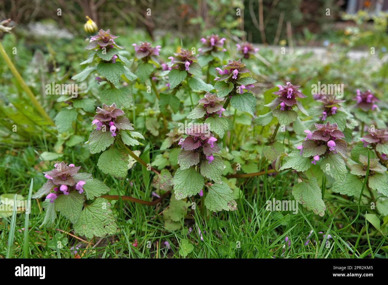 Natural closeup on the early blossoming red dead-nettle or purple ...