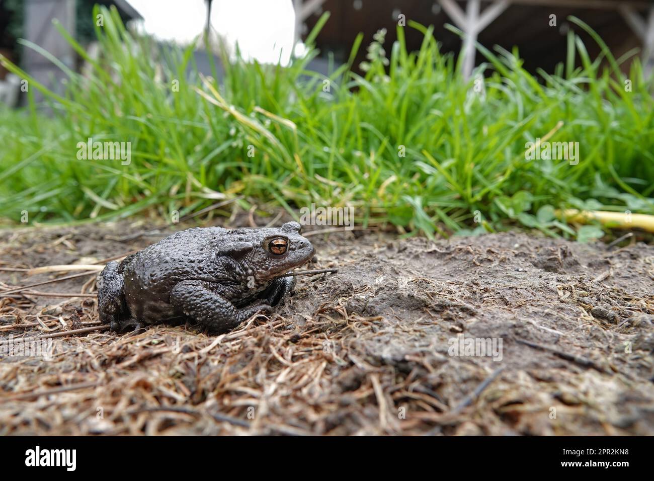 Detailed closeup on a colorful red and black female Tawny mining bee ...