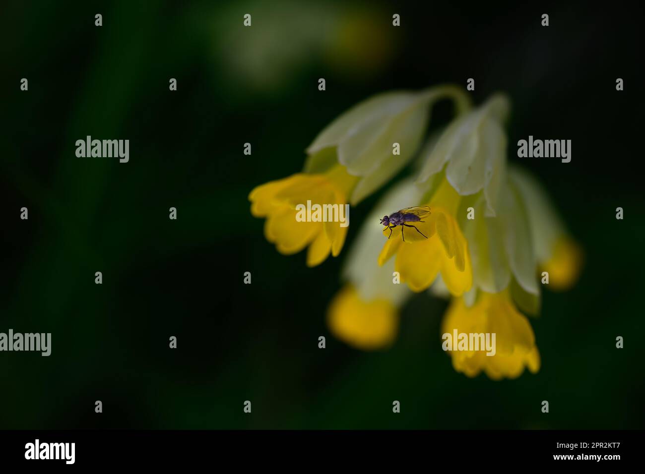 Cowslip Primula veris growing on the still active Little Snoring ...