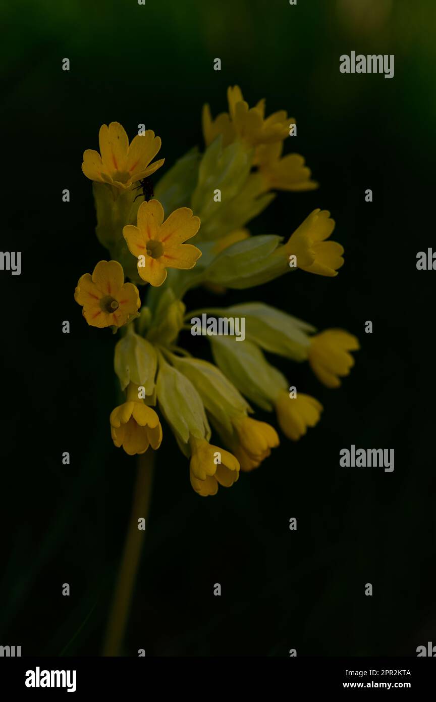 Cowslip Primula veris growing on the still active Little Snoring ...