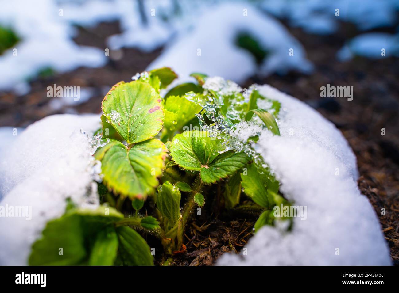 A strawberry bush wakes up after winter under melting snow, close-up ...
