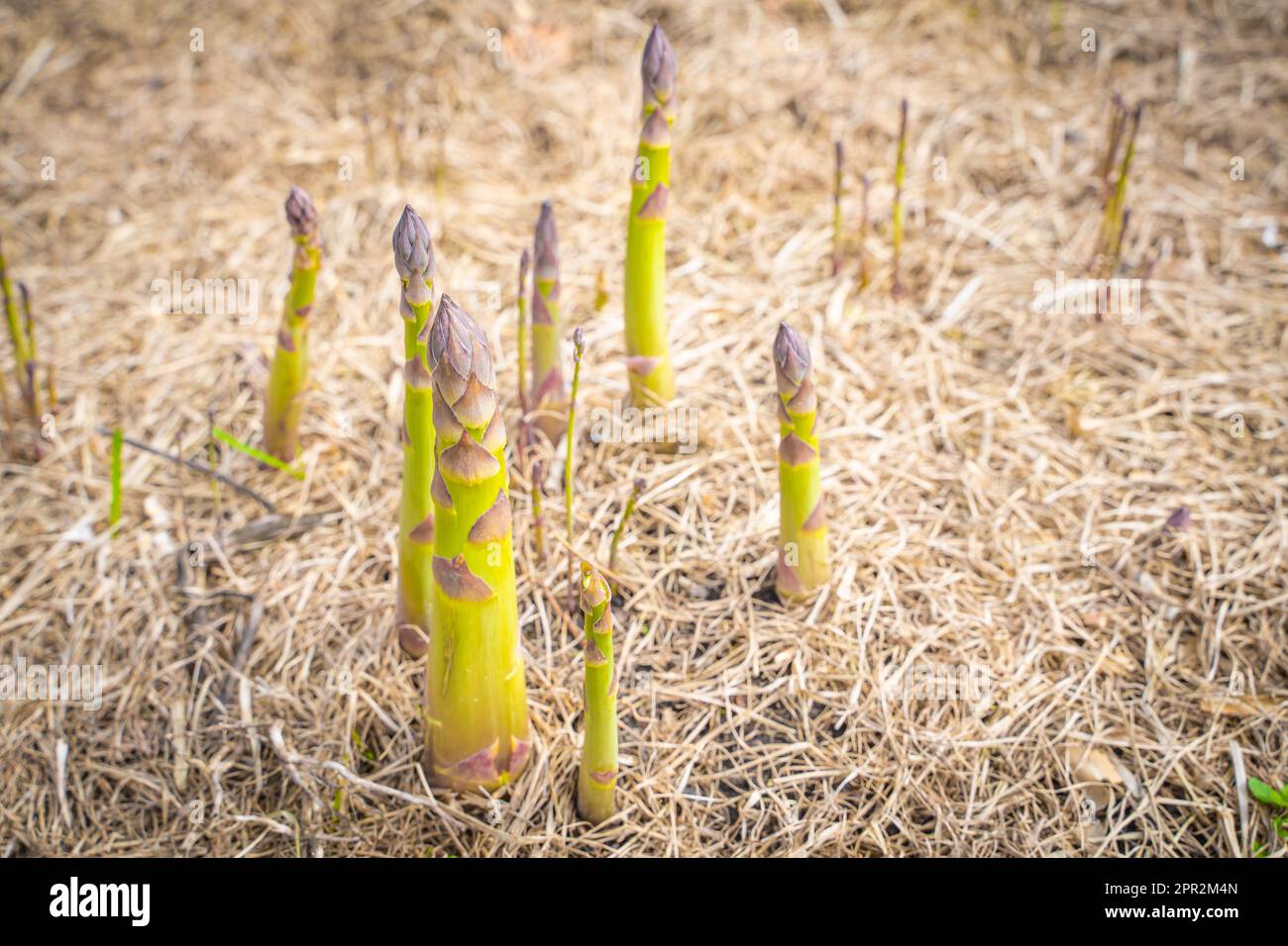 Asparagus sprouts grow in a garden bed with dry grass mulch, close-up Stock Photo - Alamy