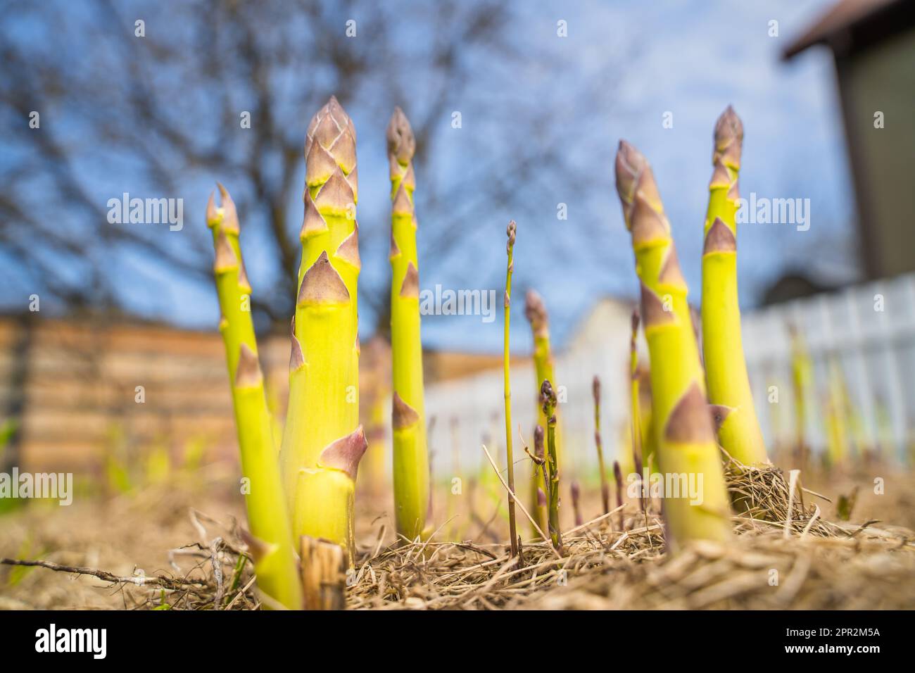 Asparagus sprouts grow in a garden bed with dry grass mulch, close-up Stock Photo - Alamy