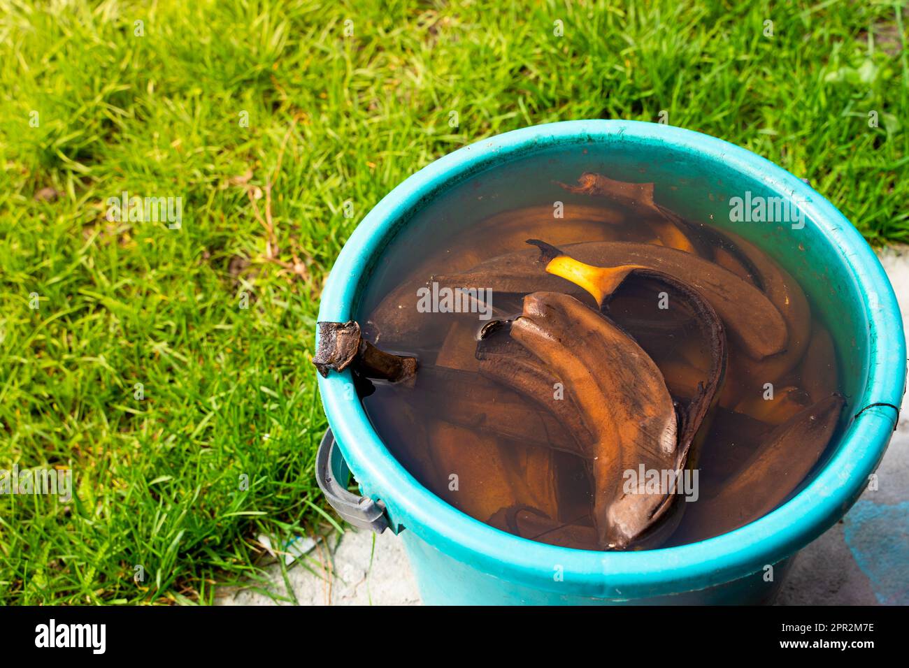 Banana tincture in water for watering plants, close-up. Plastic bucket with water and banana ...