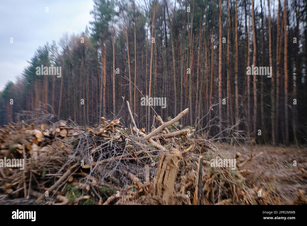 Cutting down trees in the Butovo forest. Sawn trees in Butovsky Park ...