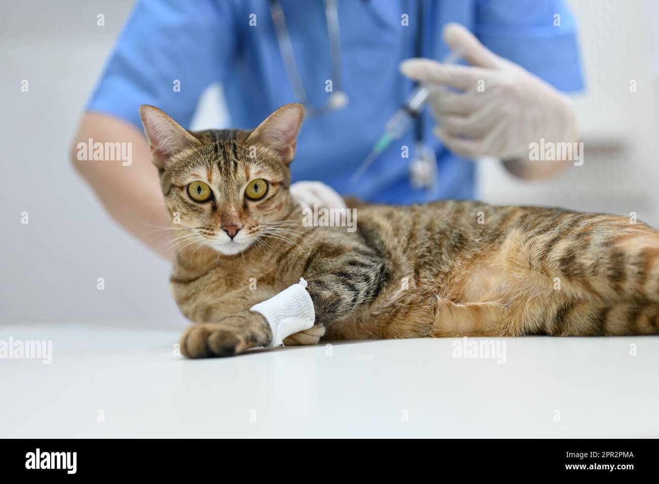 Injured cat hi-res stock photography and images - Alamy