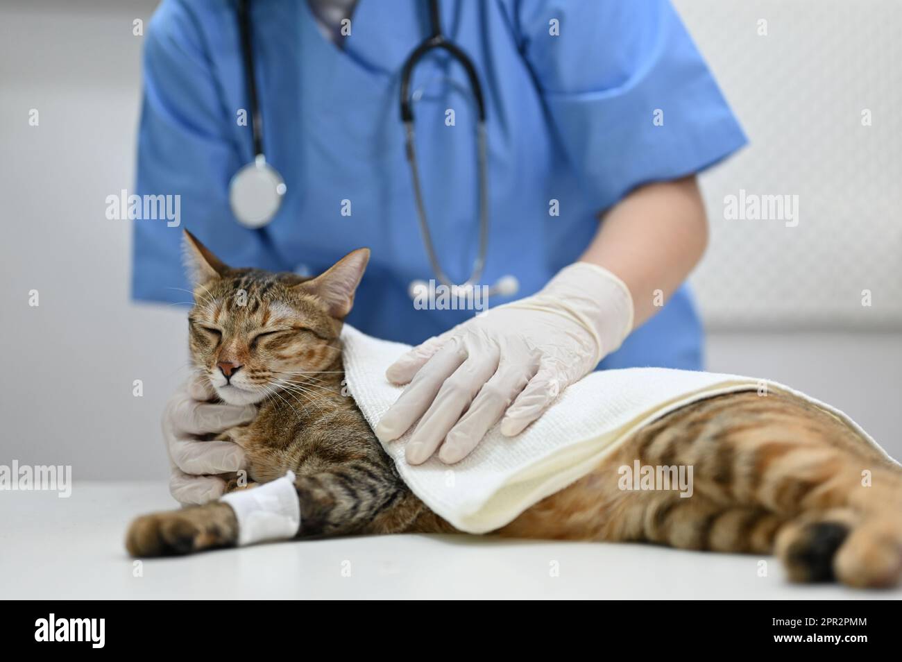 Professional animals hi-res stock photography and images - Alamy