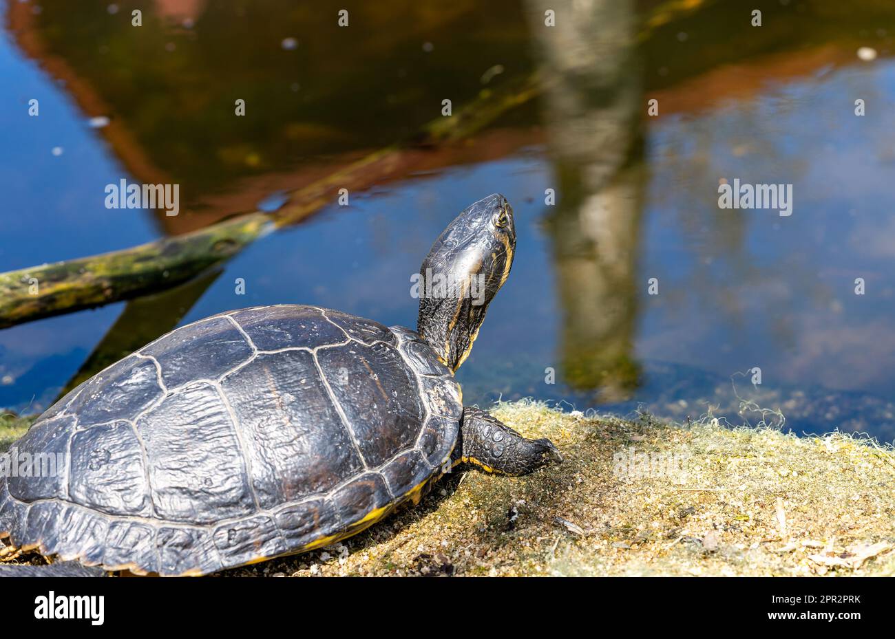 Yellow-eared Slider in the nature Stock Photo - Alamy