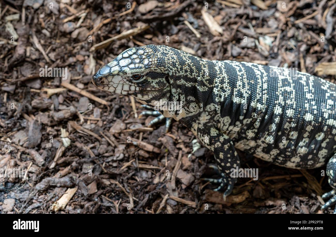 Teju lizard hi-res stock photography and images - Alamy