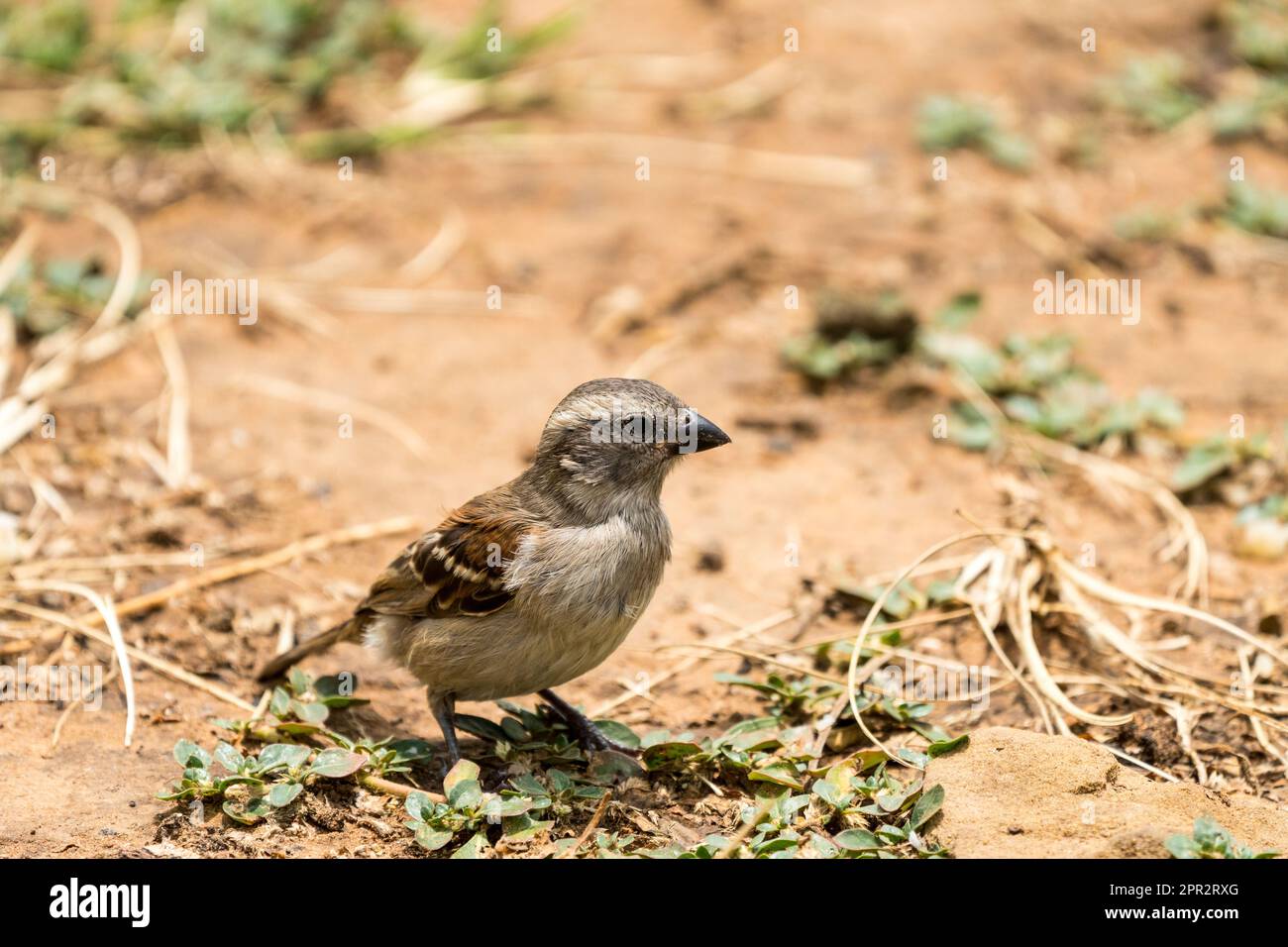 Cape sparrow or Mossie (Passer melanurus) female bird on the ground ...