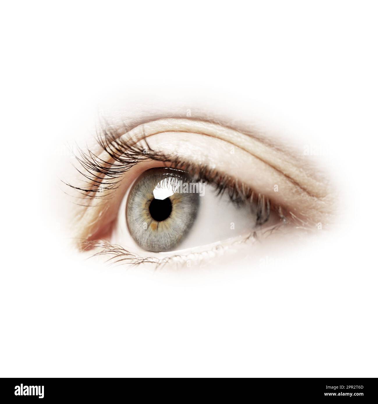 Beautiful human eye isolated on white, closeup Stock Photo - Alamy