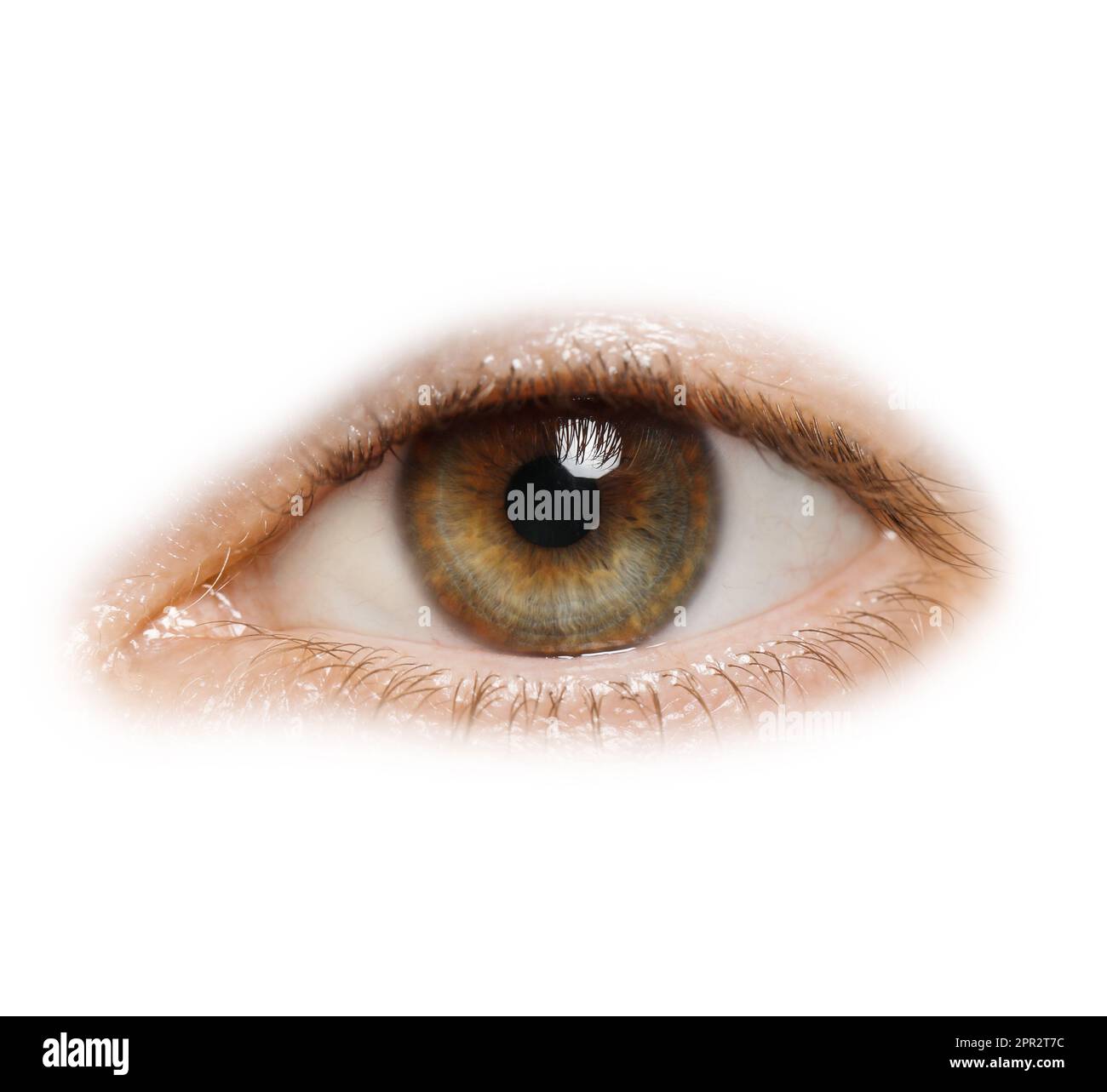 Beautiful human eye isolated on white, closeup Stock Photo - Alamy