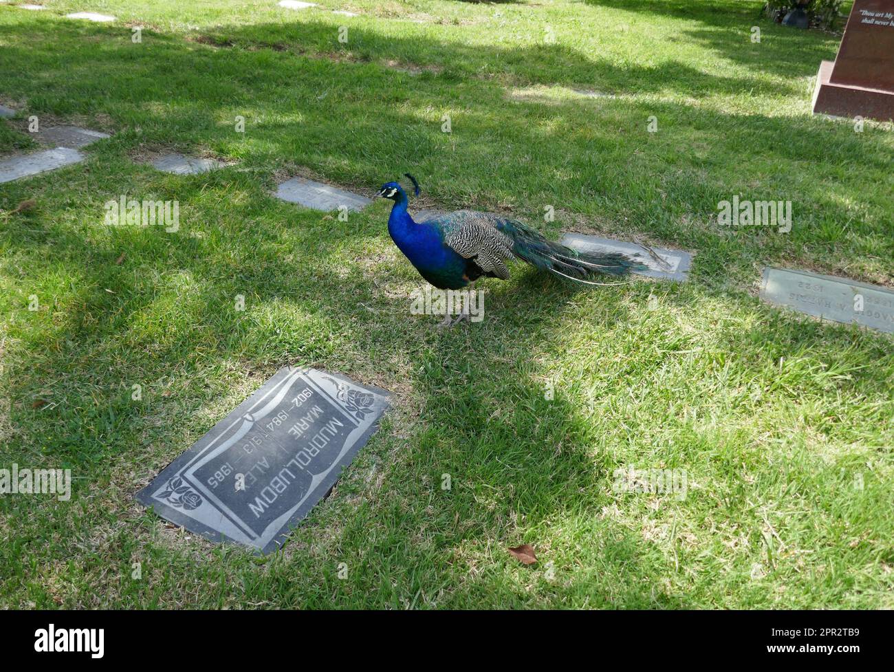 Los Angeles, California, USA 22nd April 2023 A Peacock at Hollywood ...