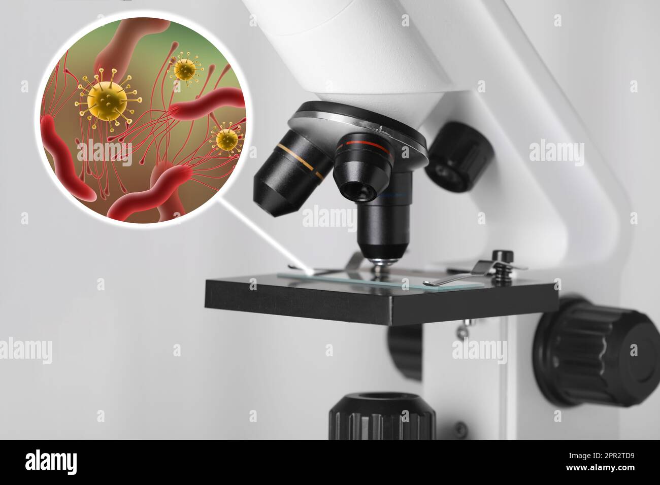 Examination of sample with germs and bacteria under microscope in ...