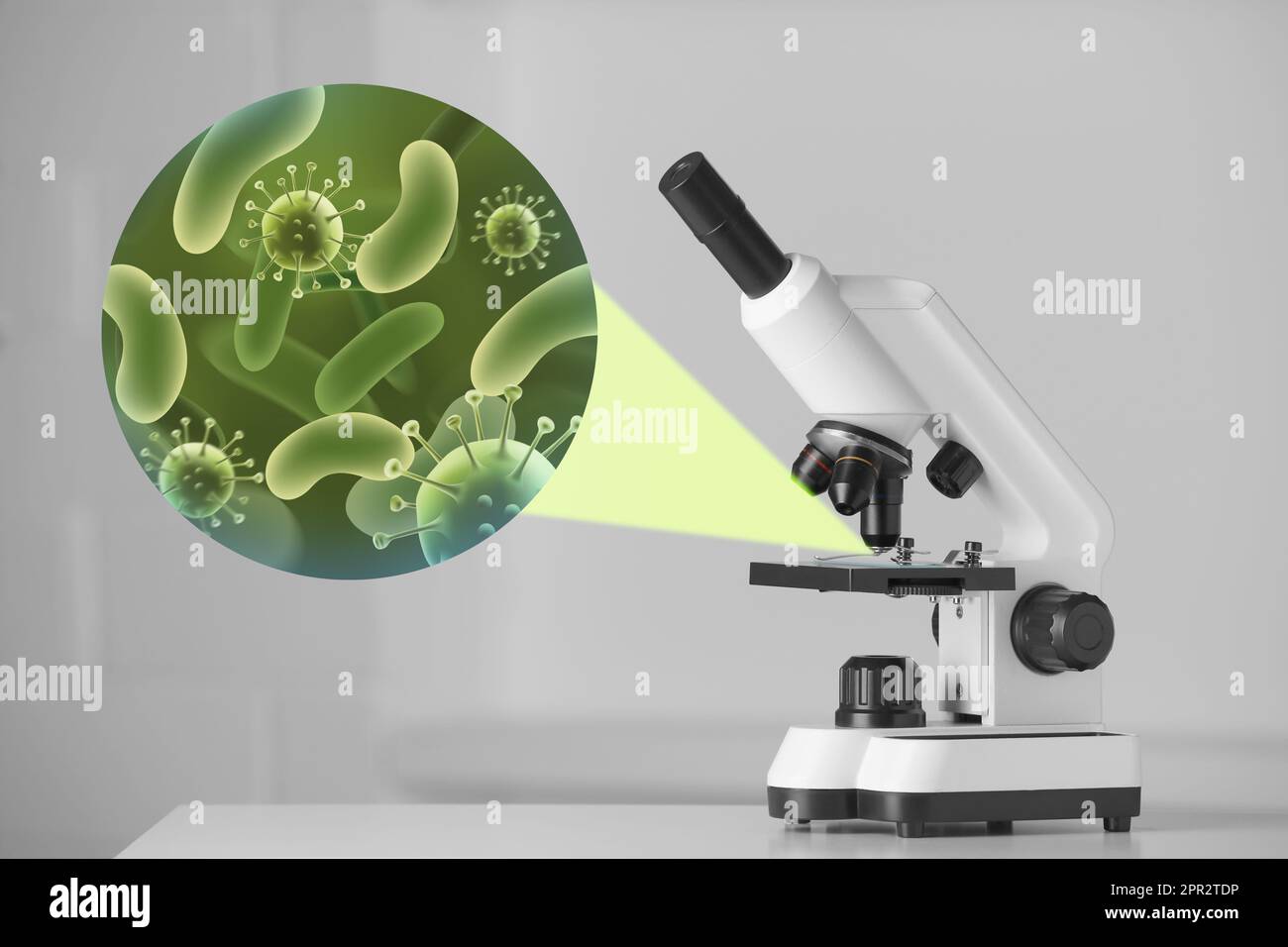 Examination of sample with germs and bacteria under microscope in ...