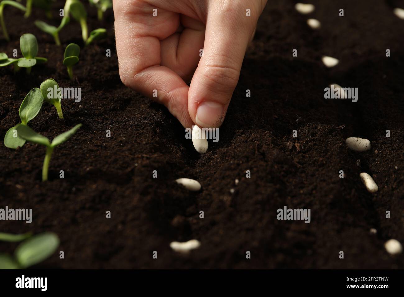 Woman planting beans into fertile soil, closeup. Vegetable seeds Stock ...