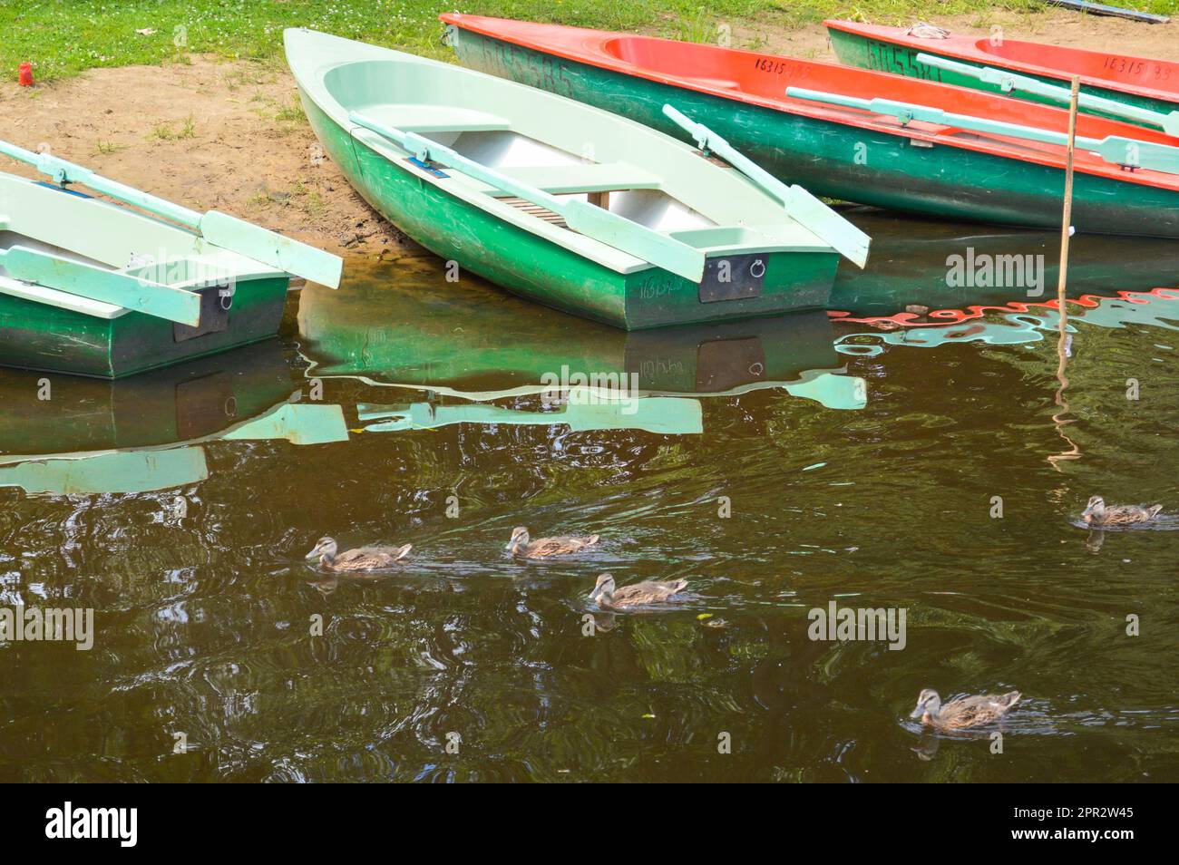 Beautiful wooden multicolored boats with oars on the beach for walks ...