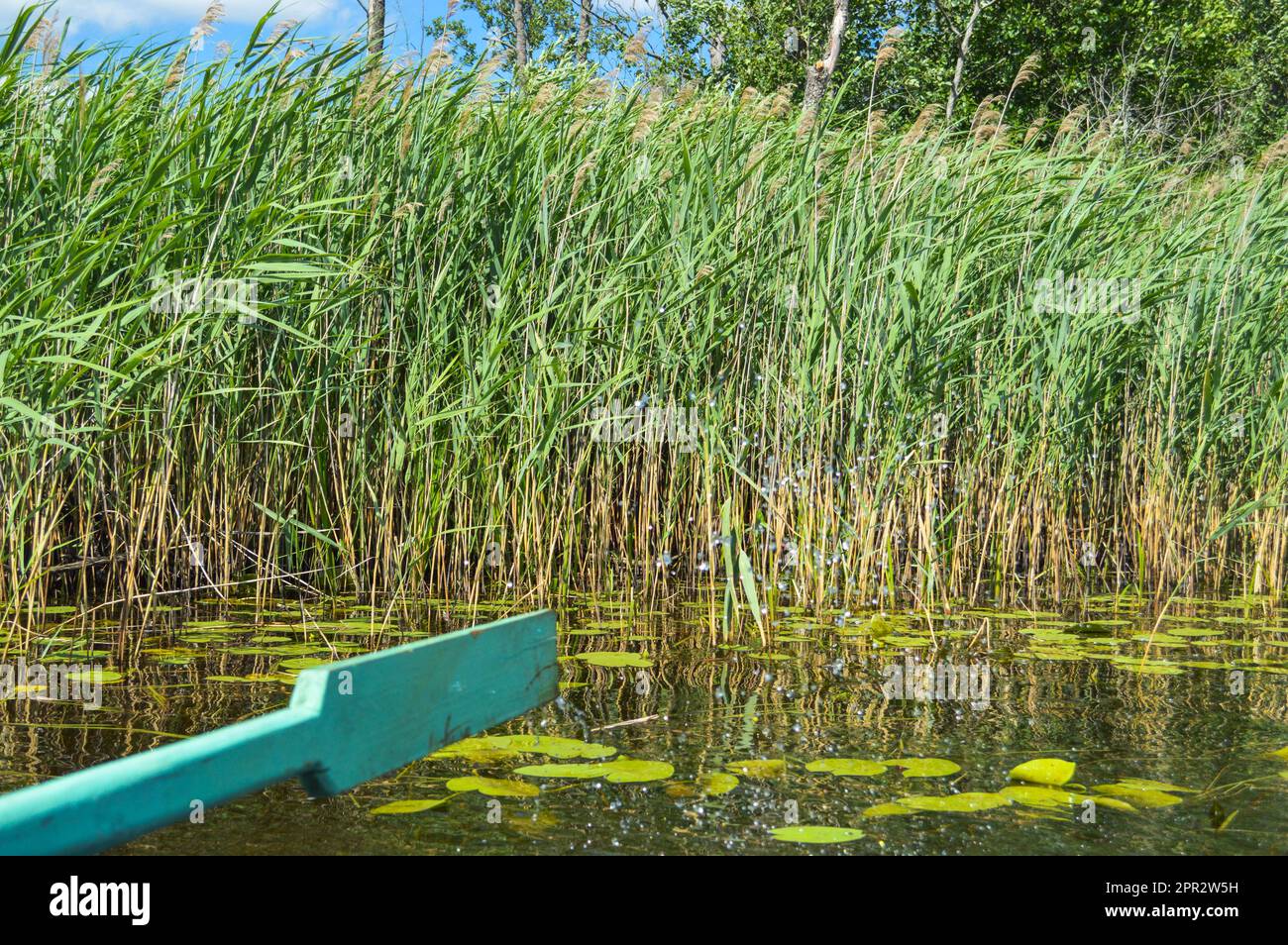Wooden green oar for a boat on a leisurely walk on the water of a river ...