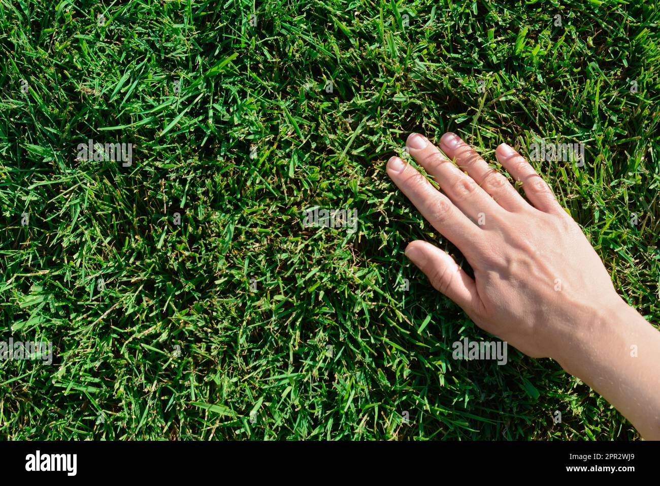 Woman touching fresh grass on green lawn, top view. Space for text ...