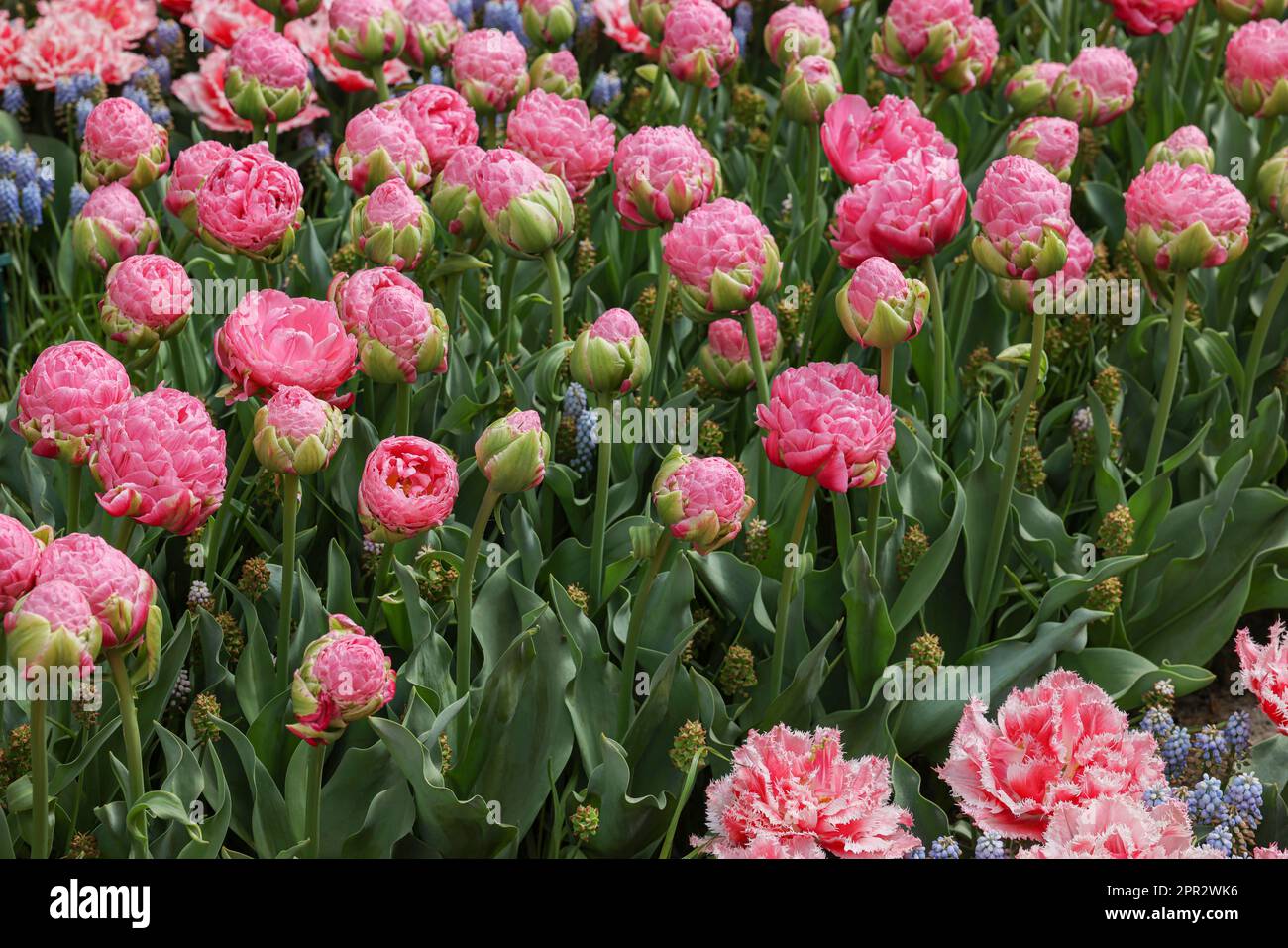 Many different beautiful flowers growing outdoors. Spring season Stock ...