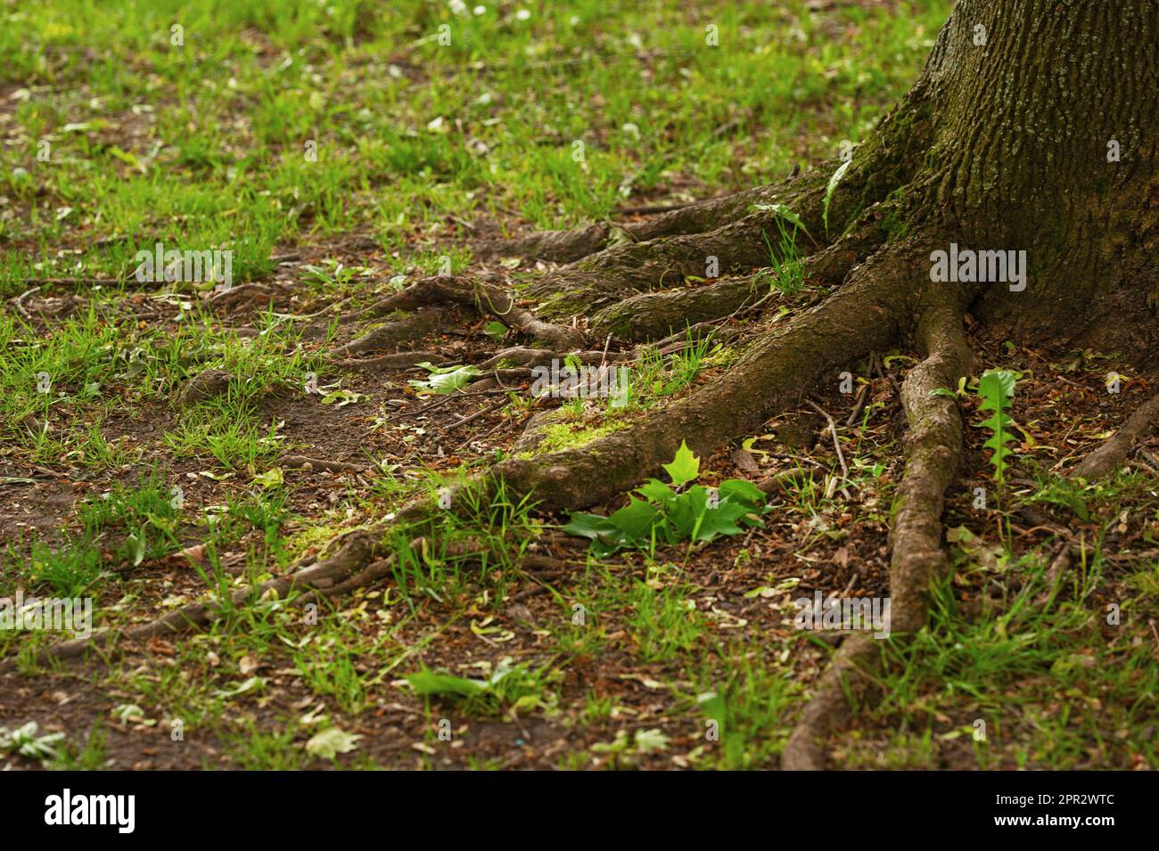Grass with deep roots hi-res stock photography and images - Alamy