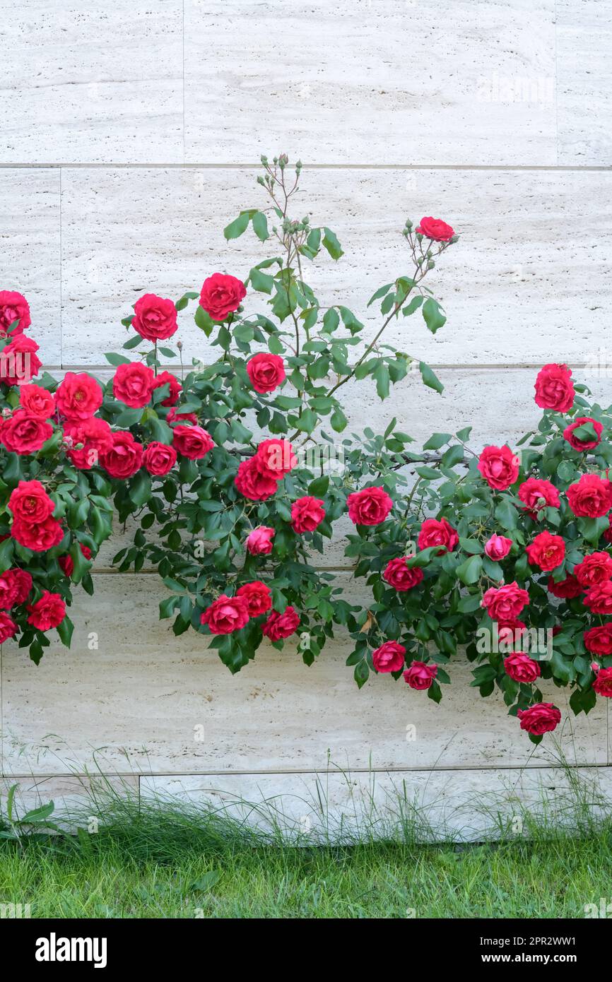 Pink climbing roses on stone hi-res stock photography and images - Alamy