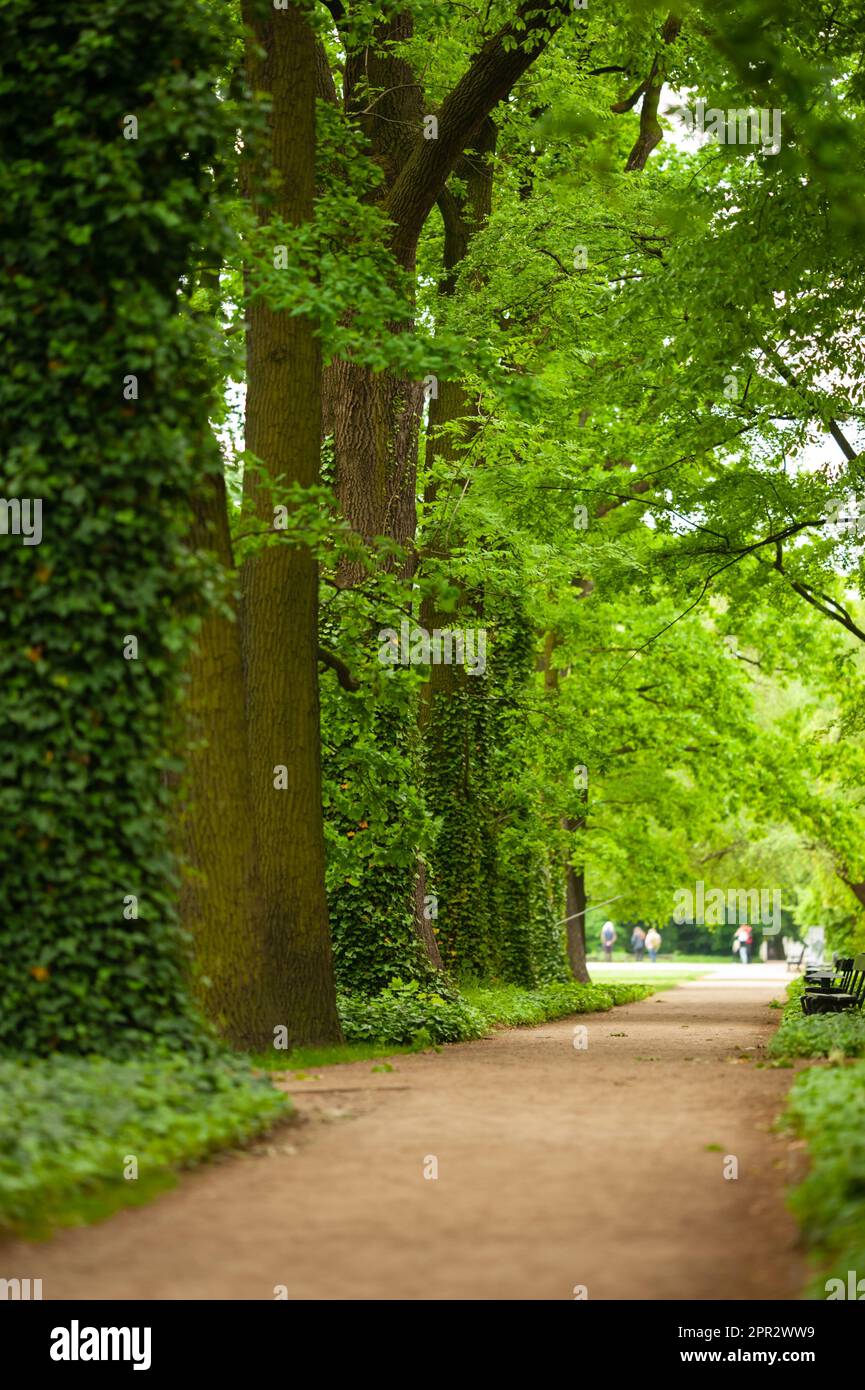 Beautiful view of green park with pathway and trees Stock Photo - Alamy