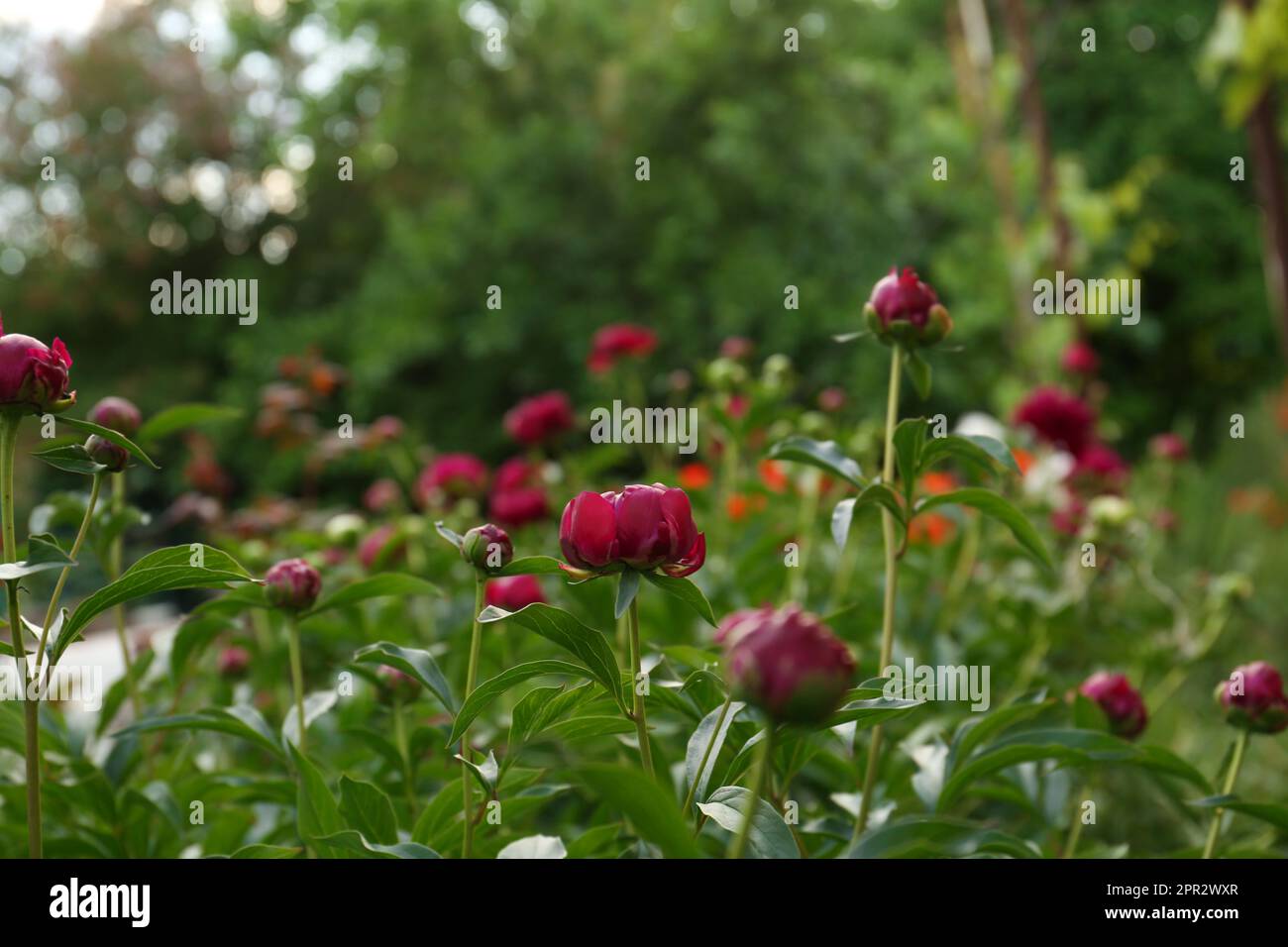 Beautiful peony plants with burgundy buds outdoors Stock Photo - Alamy