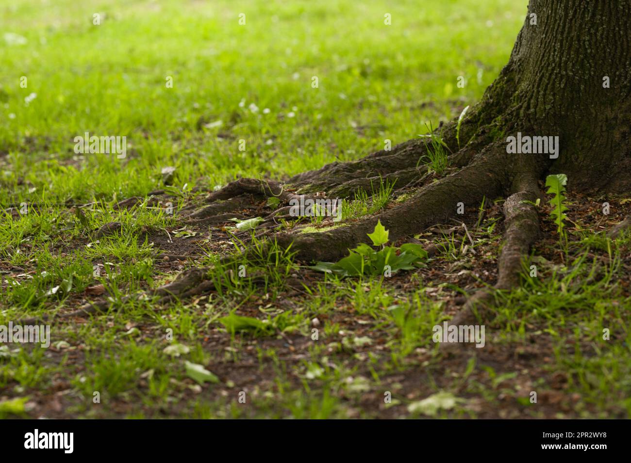 Grass with deep roots hi-res stock photography and images - Alamy