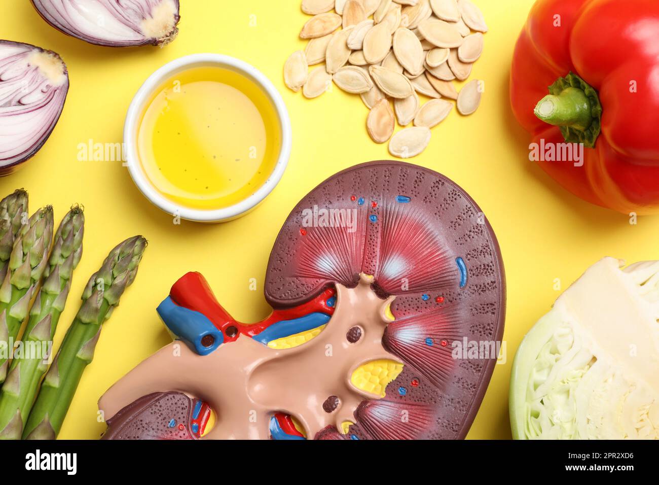 Kidney model and different healthy products on yellow background, flat ...