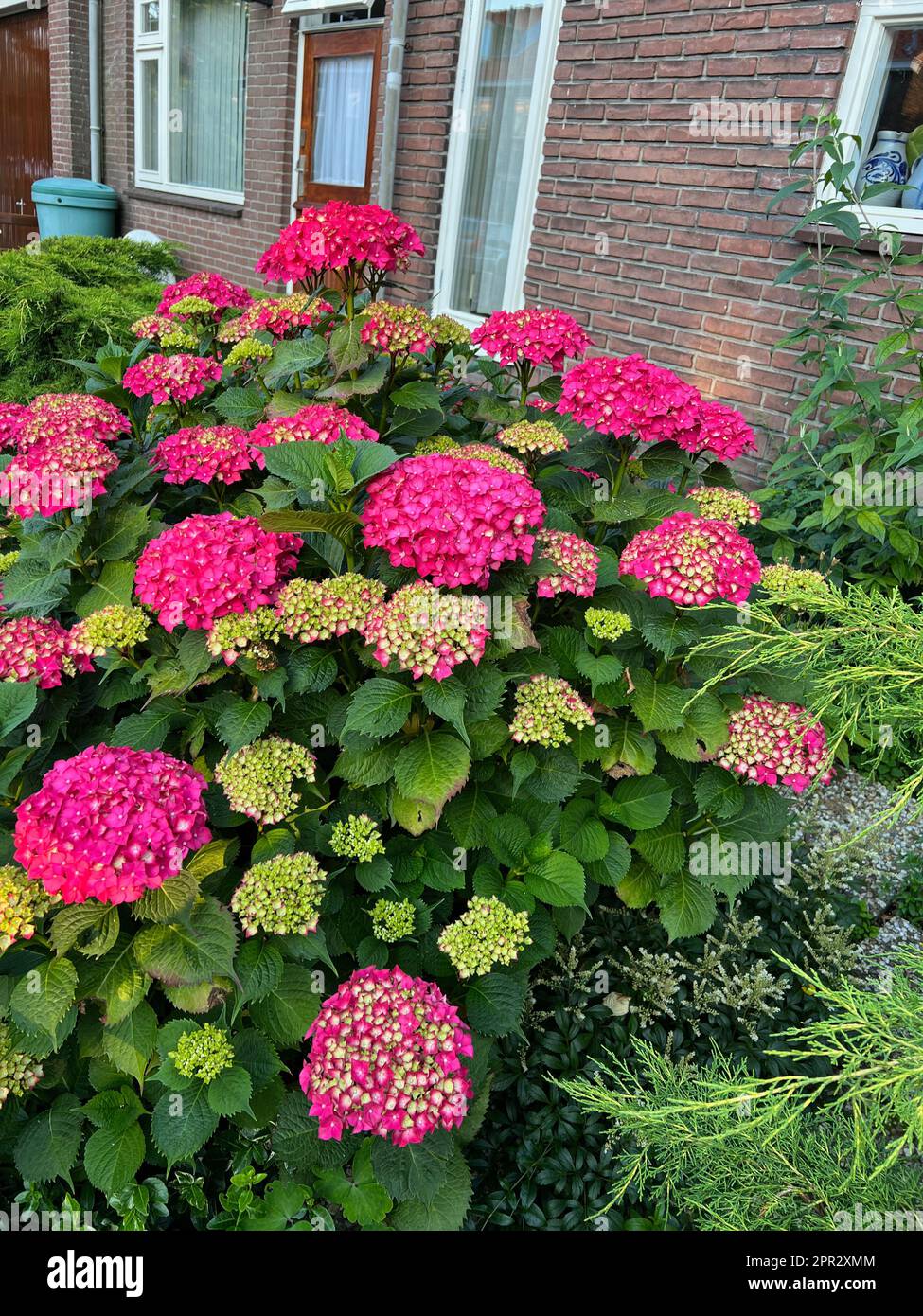 Hortensia plant with beautiful flowers growing outdoors Stock Photo - Alamy