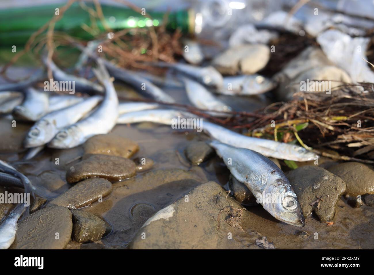 Dead fishes on stones near river, closeup. Environmental pollution ...