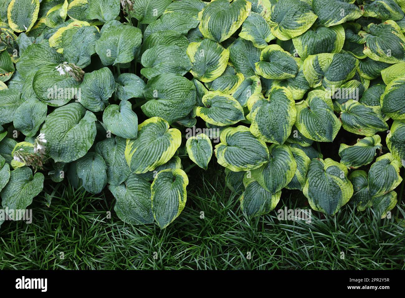 Grass hostas hi-res stock photography and images - Alamy