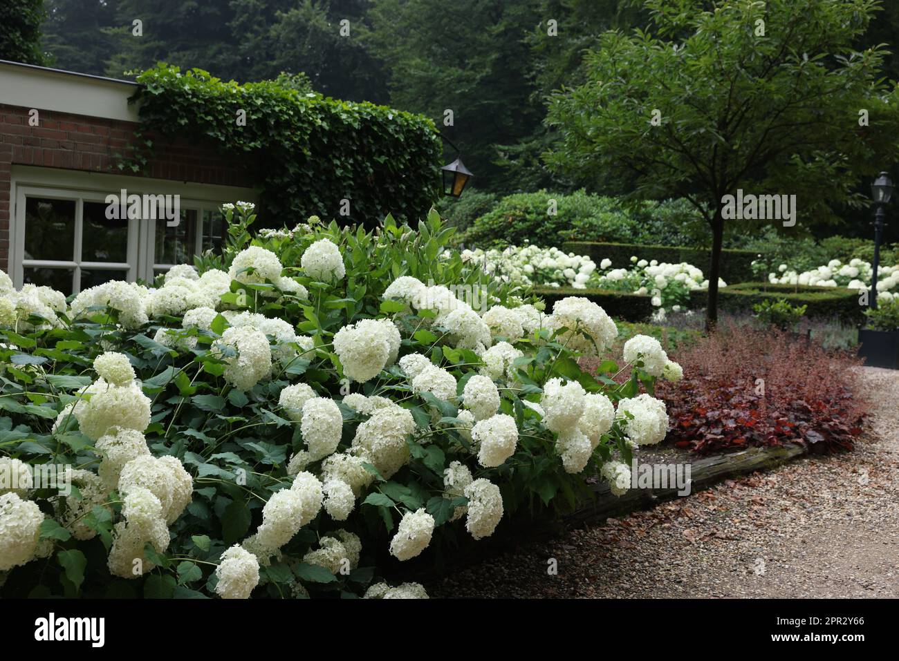 Blooming white hydrangeas hi-res stock photography and images - Alamy