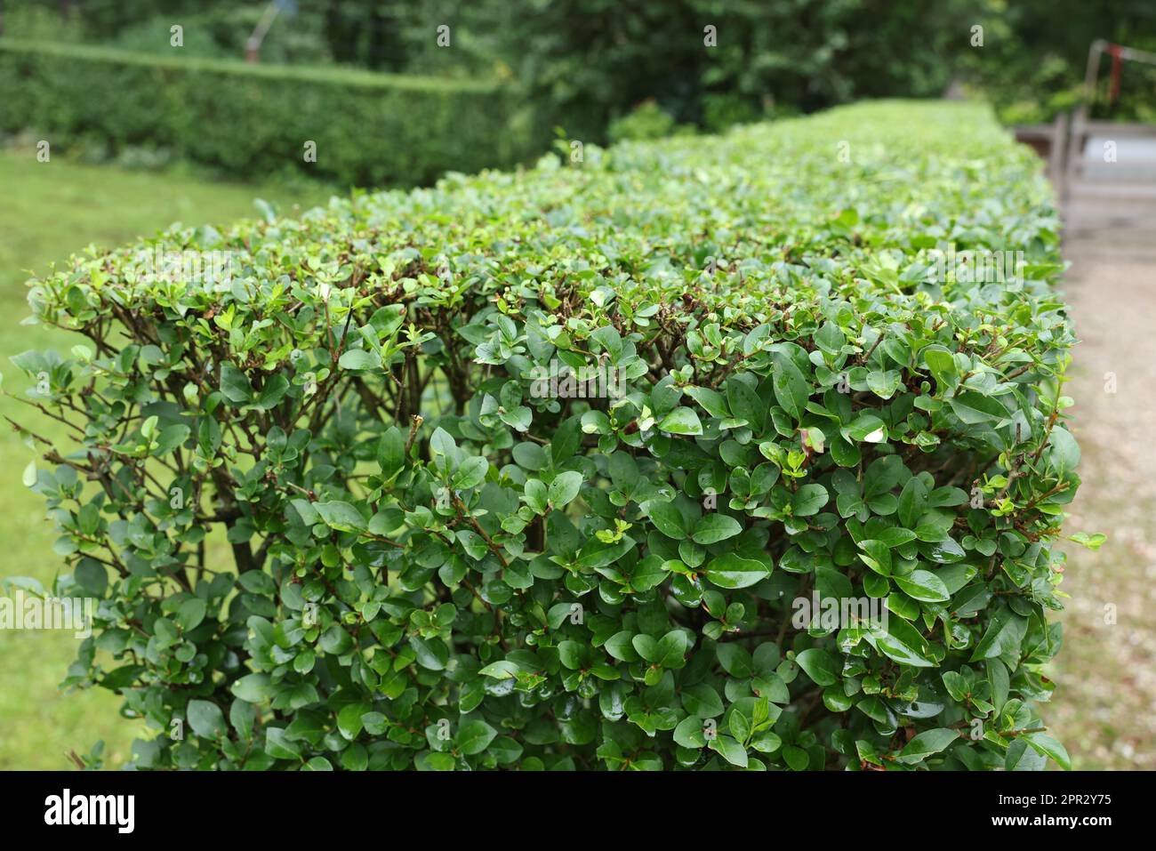 Beautiful green boxwood hedge outdoors. Landscape design Stock Photo ...