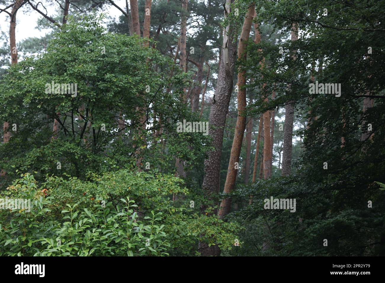 Many beautiful green trees and bushes outdoors. Landscape design Stock ...
