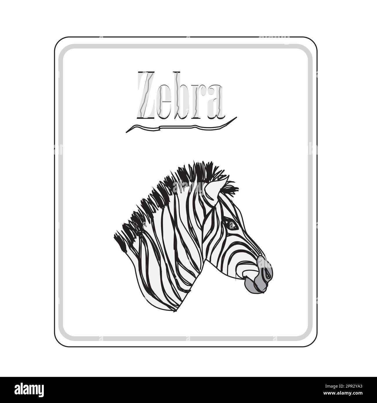 Zebra. Hand drawn sketch illustration isolated on white background ...
