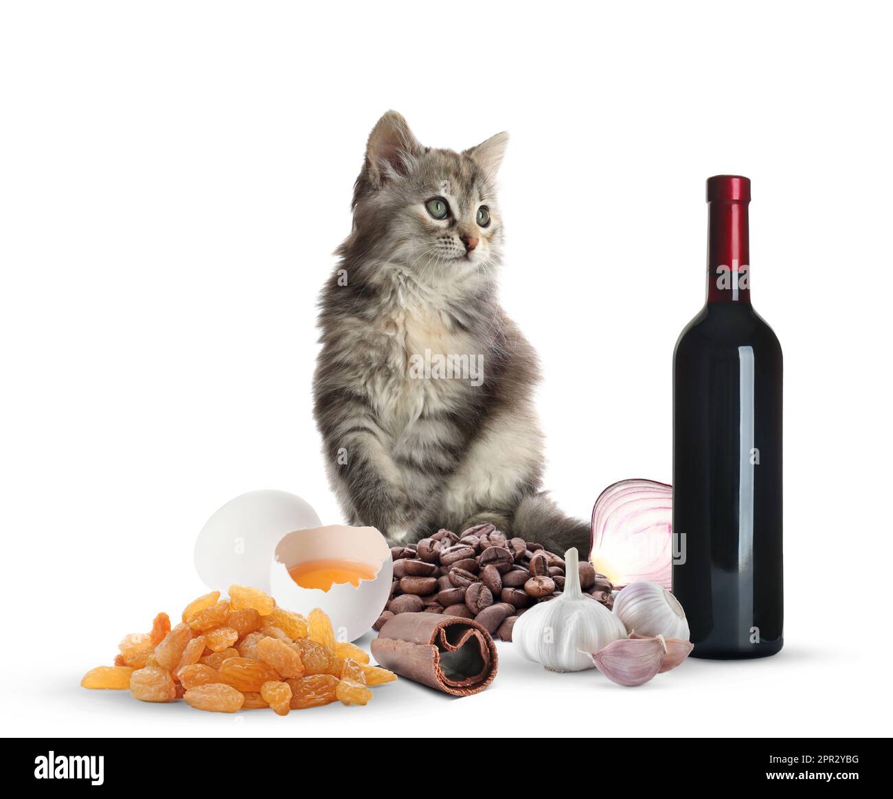 Cute little tabby kitten and group of different products toxic for cat ...