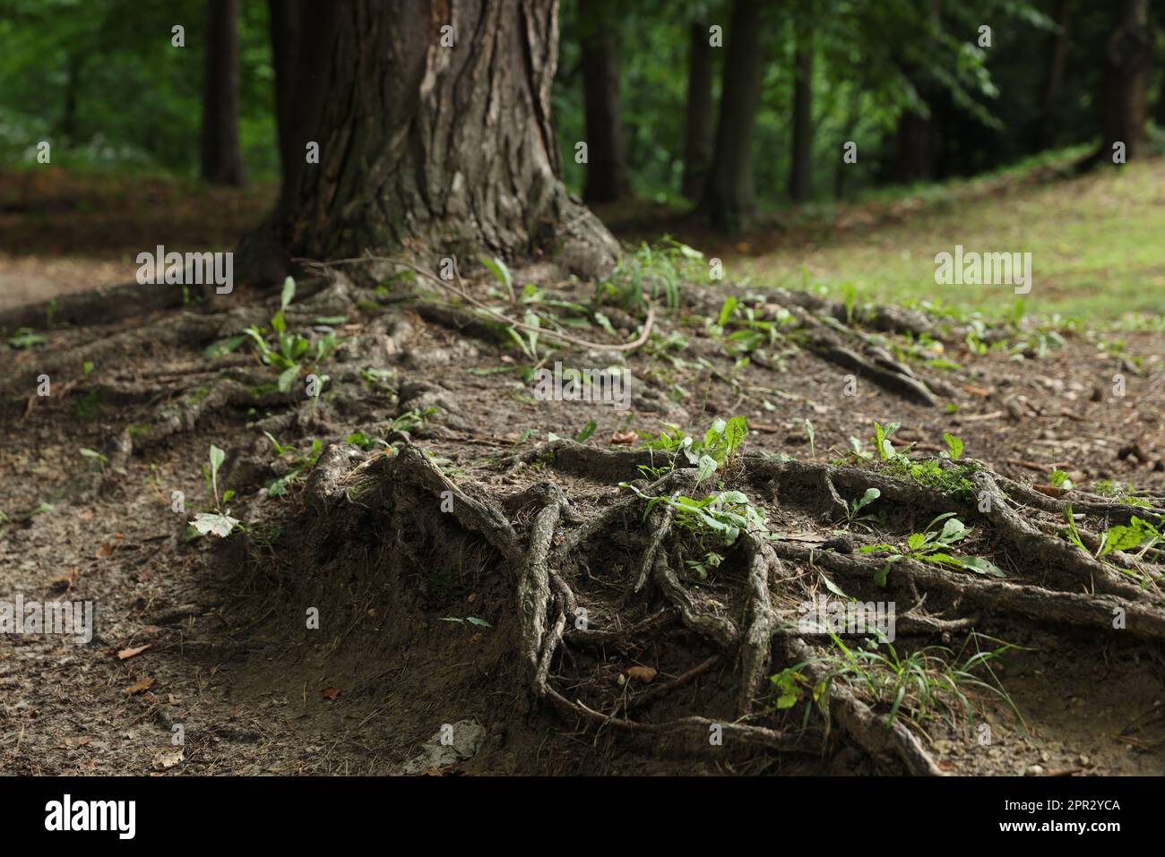 Tree roots visible through ground in forest Stock Photo - Alamy
