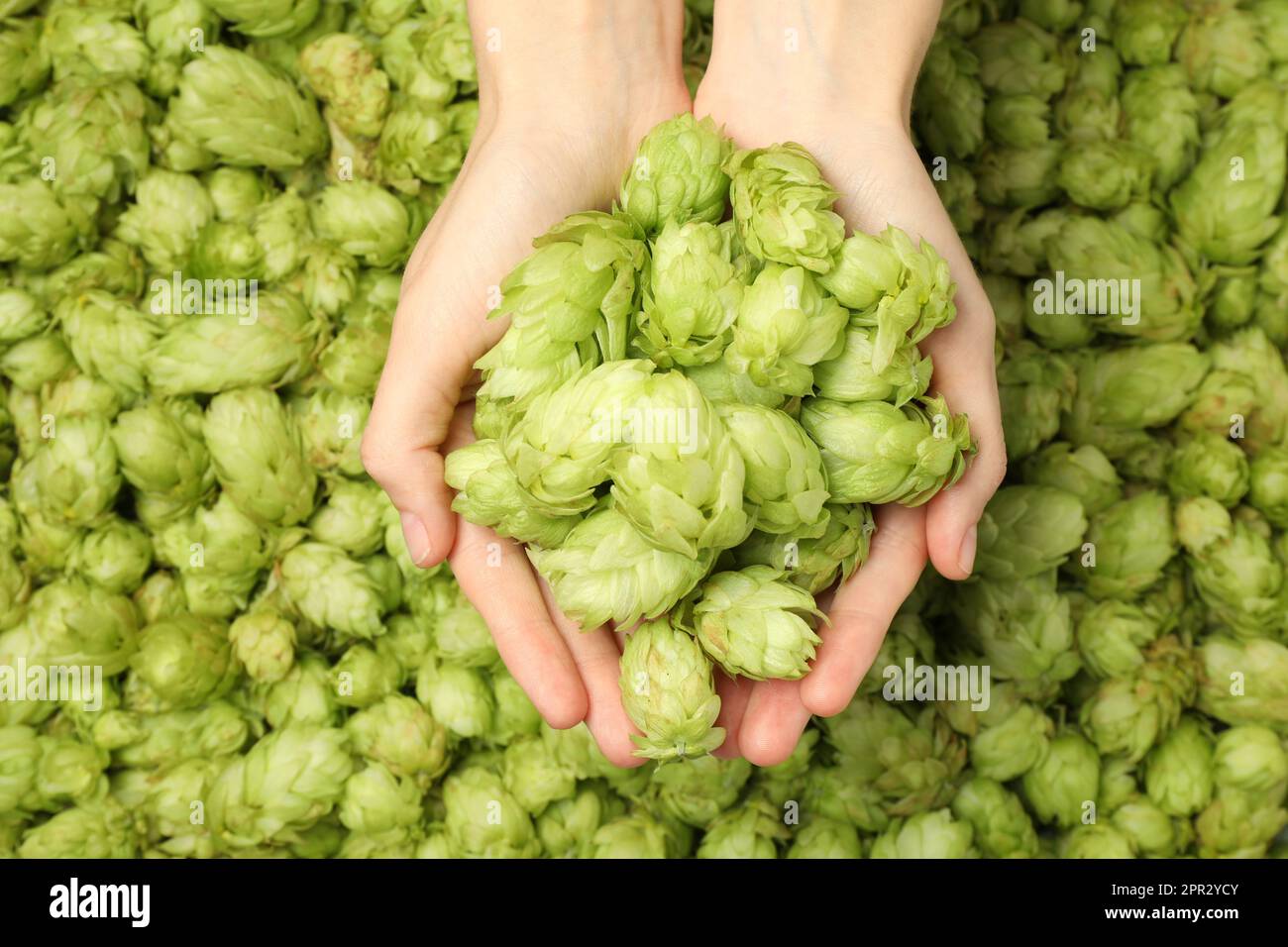 Woman holding pile of fresh ripe hops, top view Stock Photo - Alamy