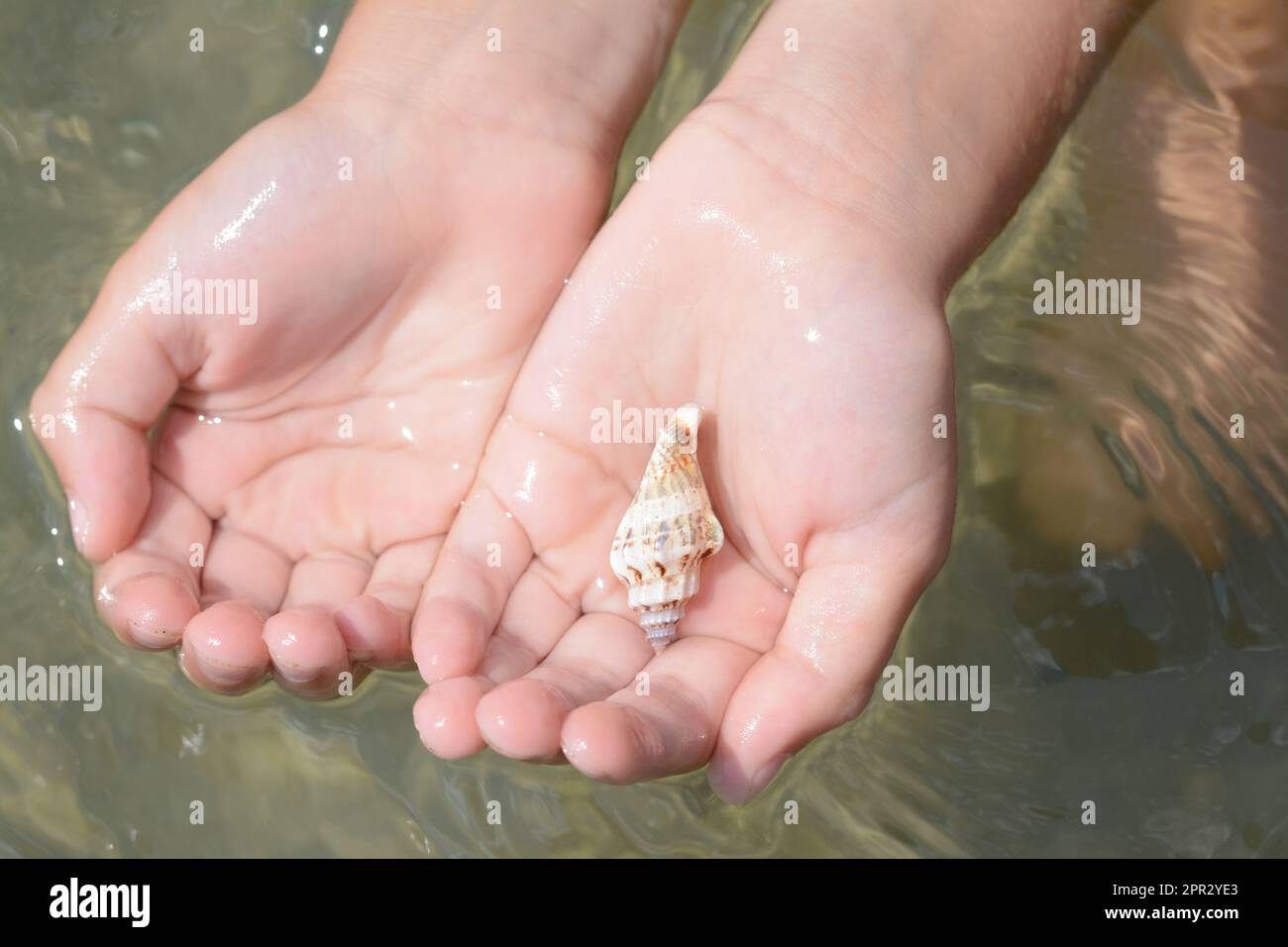 Hand holding seashell in nature hi-res stock photography and images - Alamy