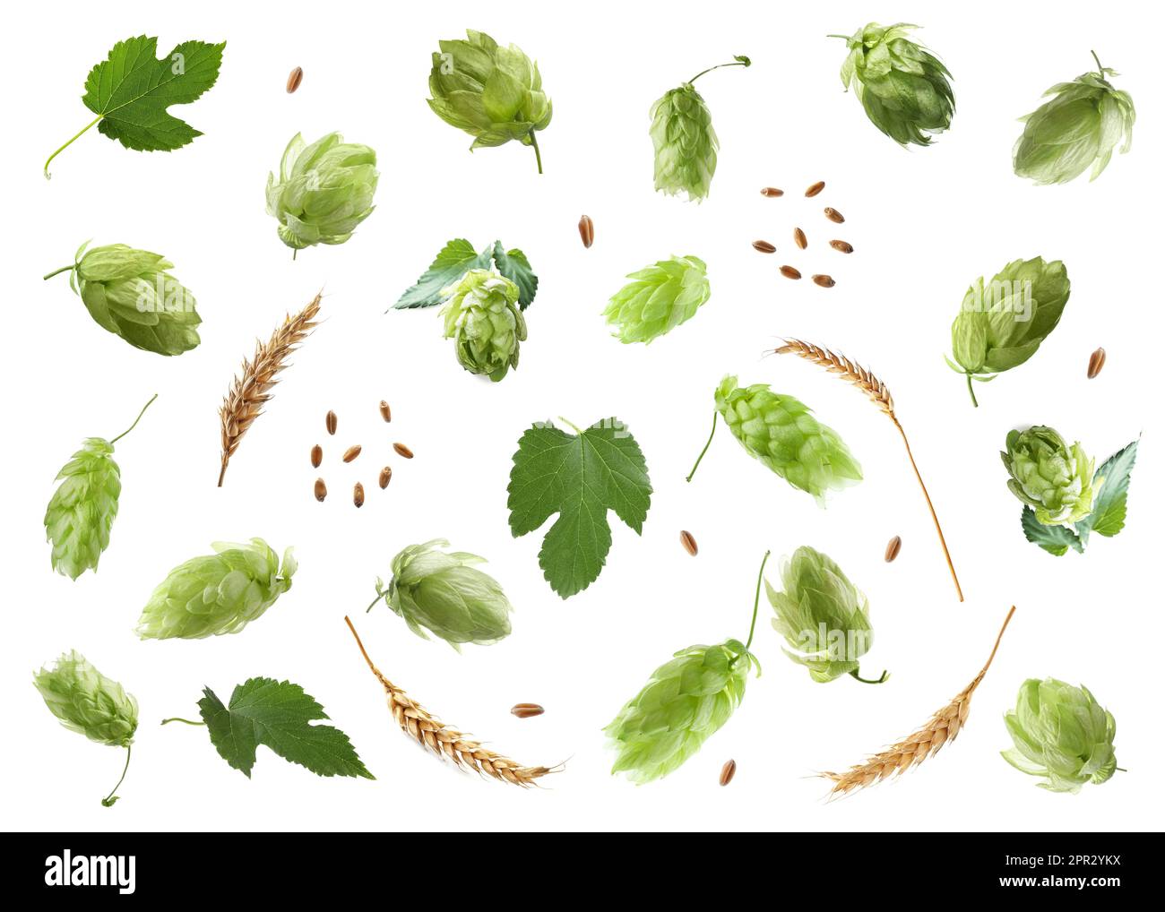 Wheat grains ears hops hi-res stock photography and images - Alamy