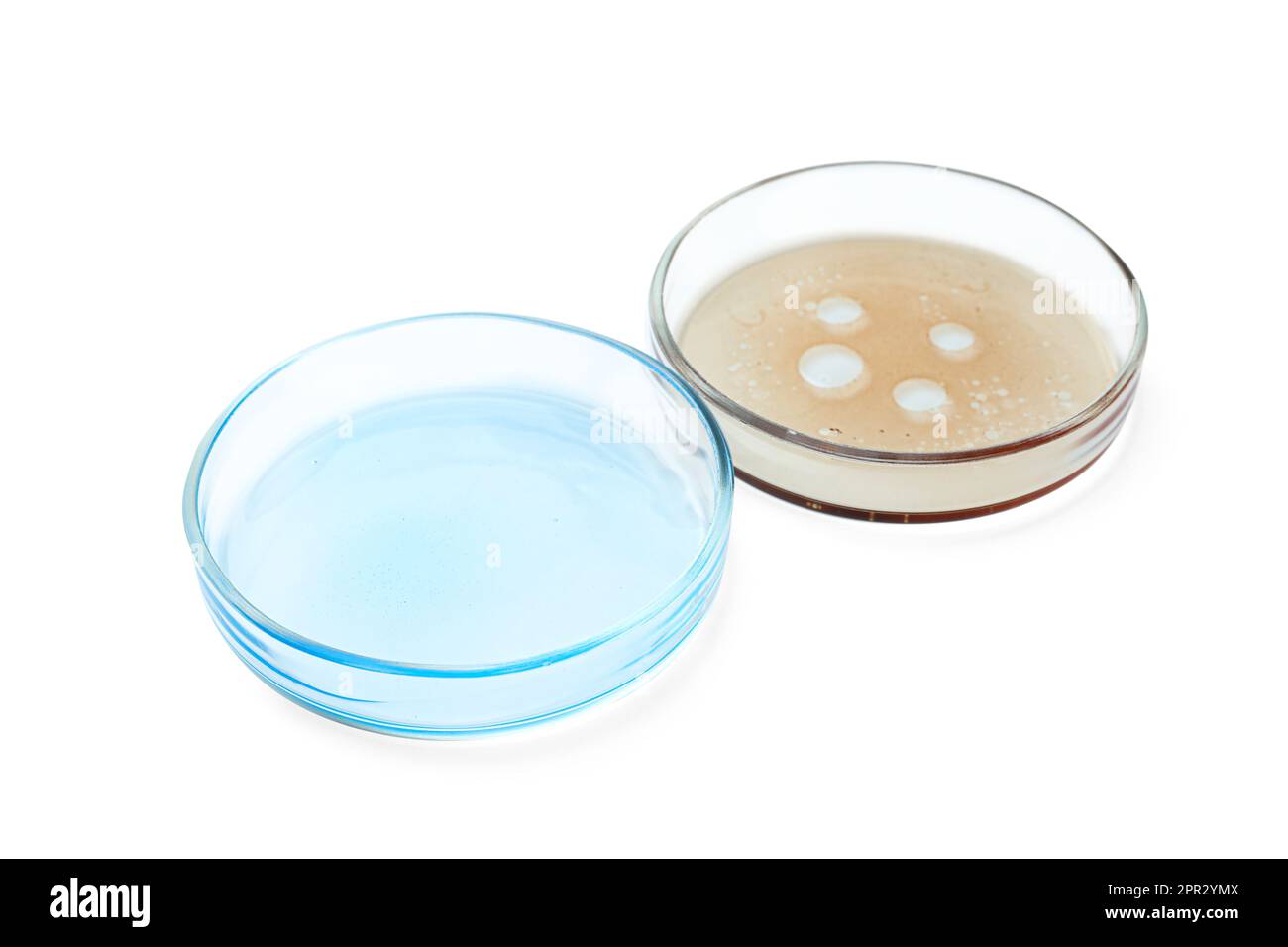Petri dishes with color liquids on white background Stock Photo - Alamy