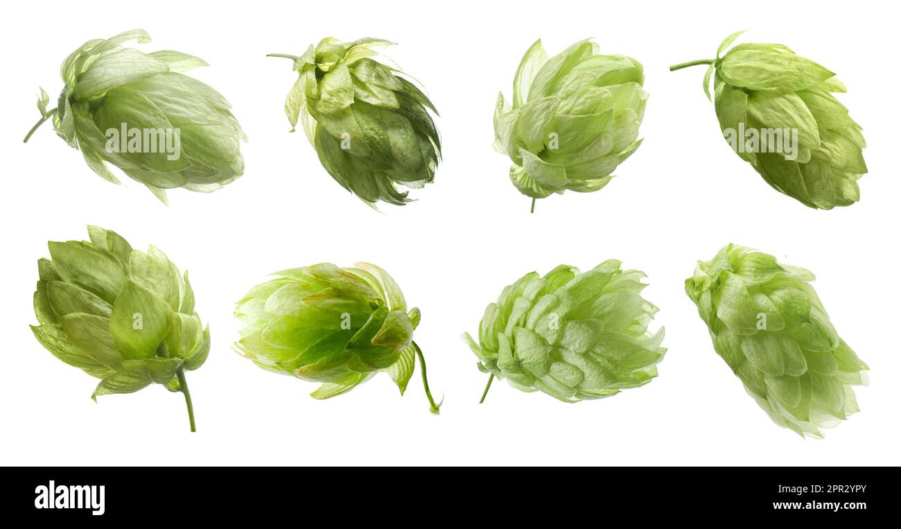 Set with fresh green hops on white background. Banner design Stock ...